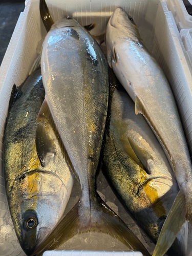 活〆ヒラマサ7㌔前後4入約6.7kg(定置) | UUUO(ウーオ)