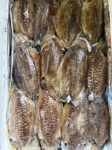 コウイカ8-12入約3.5kg(沿岸)【業務用の鮮魚仕入れならウーオ】