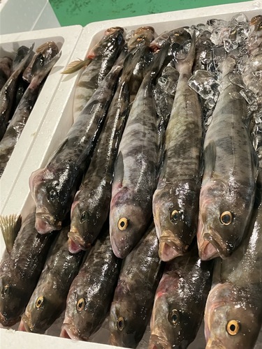 ホッケ14入約5kg(刺網)【業務用の鮮魚仕入れならウーオ】