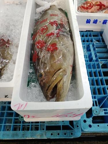 クエ1入約16.4kg(延縄)【業務用の鮮魚仕入れならウーオ】