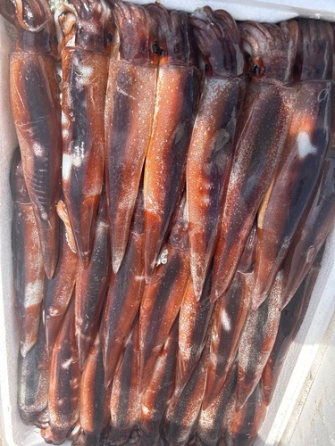 スルメイカ30入約4kg(釣) | UUUO(ウーオ)