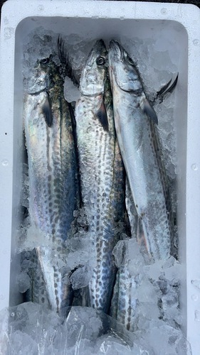 サゴシ(釣)【業務用の鮮魚仕入れならウーオ】