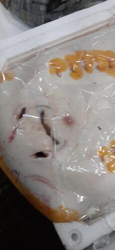 アカエイ1入約7.6kg(底曳)【業務用の鮮魚仕入れならウーオ】