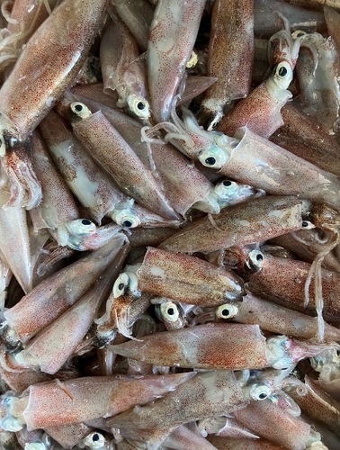 ヤリイカバラ90入前後約4kg(底曳) | UUUO(ウーオ)