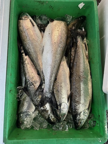 サクラマス(本マス)1kg up/5入約5kg(沿岸)【業務用の鮮魚仕入れならウーオ】