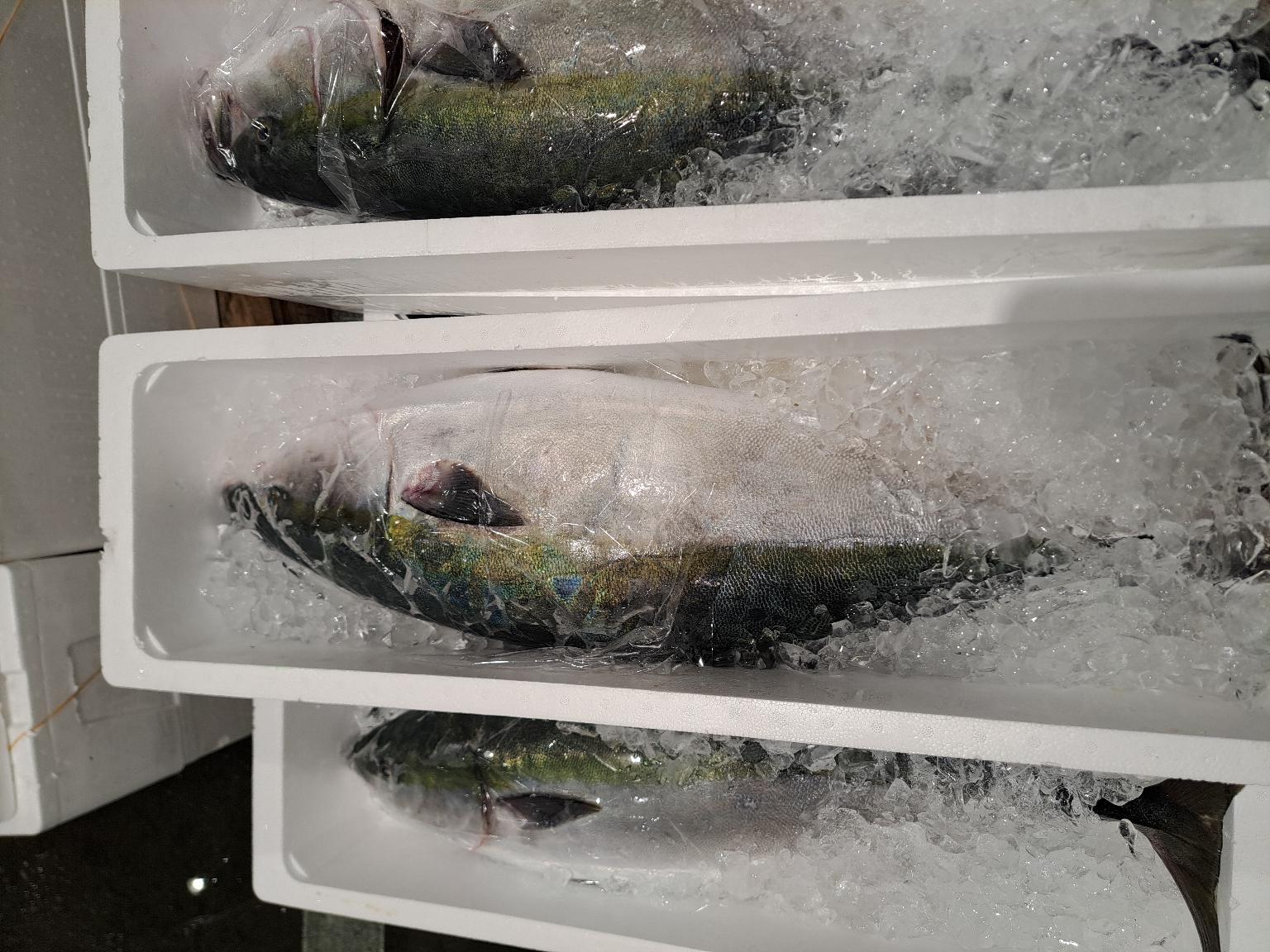 ブリ(定置) | UUUO(ウーオ)