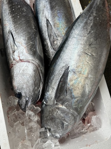 活〆ヨコワ5／6㌔台2入約5kg(釣) | UUUO(ウーオ)