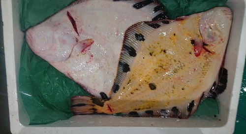 活〆マツカワガレイ1.3/1.5k1入約1.3kg(沿岸)【業務用の鮮魚仕入れならウーオ】