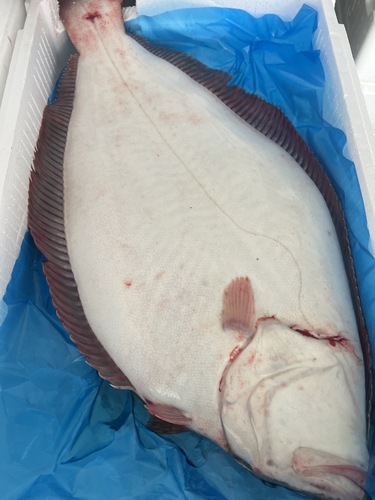 ヒラメ4/5k活〆1入約4.5kg(定置)【業務用の鮮魚仕入れならウーオ】