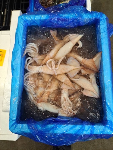 スルメイカバラ30入位約4kg(底曳)【業務用の鮮魚仕入れならウーオ】