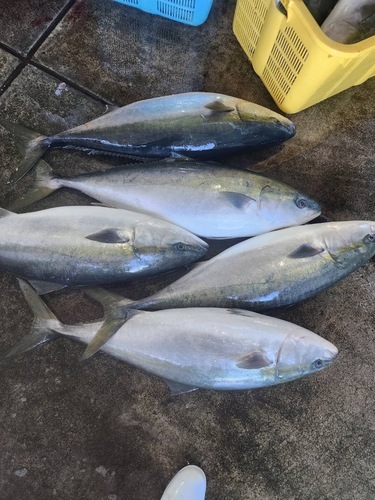 ブリ7/9k1入約8kg(定置)【業務用の鮮魚仕入れならウーオ】