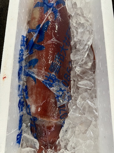 ソデイカ6／7㌔台1入約6.4kg(定置)【業務用の鮮魚仕入れならウーオ】