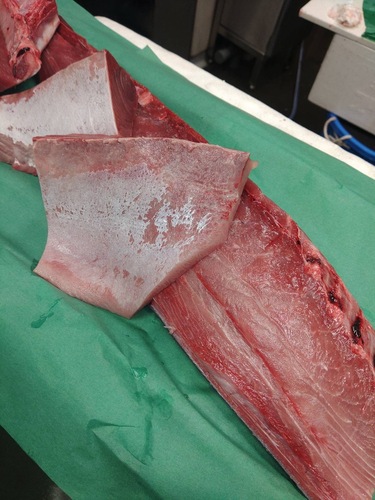 活〆ブリ7/8k1入約7kg(定置)【業務用の鮮魚仕入れならウーオ】