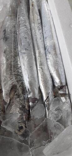 タチウオ21入約5kg(底曳)【業務用の鮮魚仕入れならウーオ】