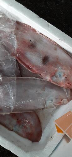 アカシタビラメ7入約2.8kg(底曳)【業務用の鮮魚仕入れならウーオ】