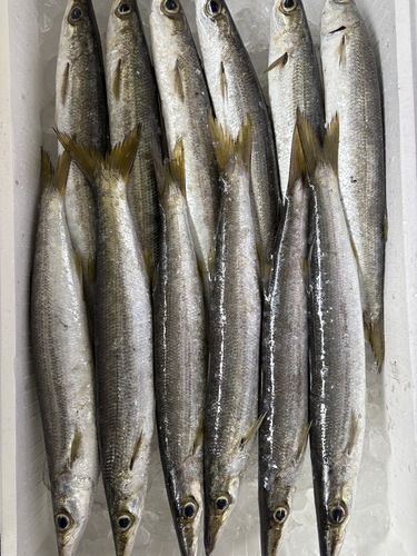 アカカマス12入約3.5kg(沿岸)【業務用の鮮魚仕入れならウーオ】