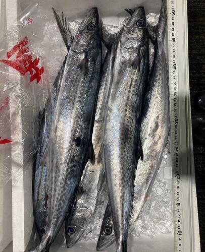 サゴシ5k台6入約5kg(定置)【業務用の鮮魚仕入れならウーオ】