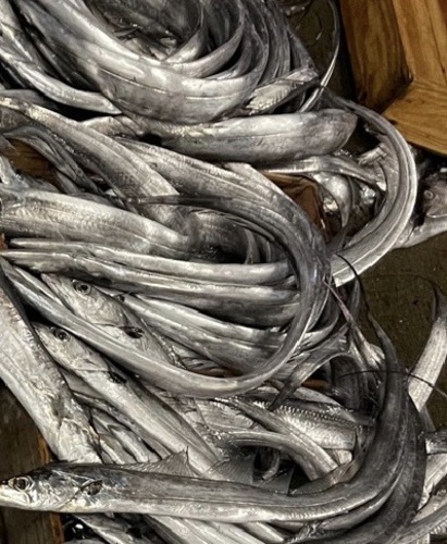 タチウオ(定置)【業務用の鮮魚仕入れならウーオ】