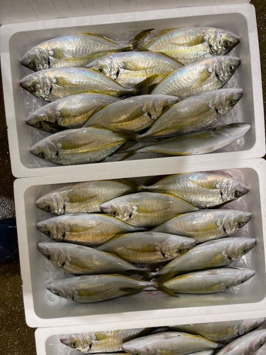 シマアジ500g〜600g約10kg(定置) | UUUO(ウーオ)