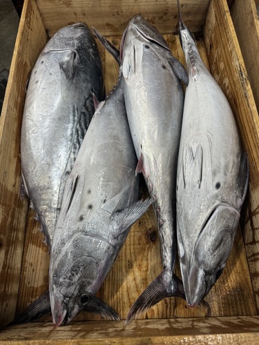 スマ2kg上約7kg(定置)【業務用の鮮魚仕入れならウーオ】