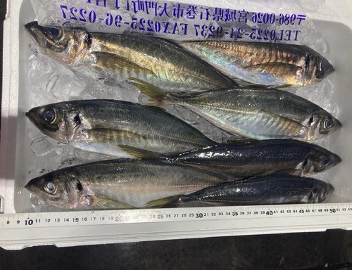 マアジ6/7入3k約3kg(沿岸)【業務用の鮮魚仕入れならウーオ】