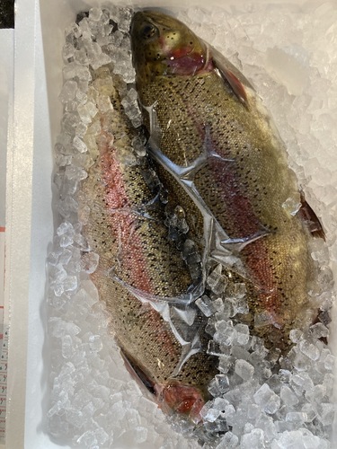 サーモン2k前後2入約4kg【業務用の鮮魚仕入れならウーオ】