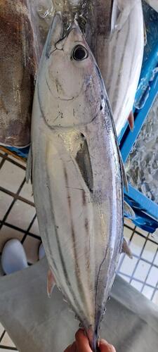 カツオ中1入約2.9kg(定置)【業務用の鮮魚仕入れならウーオ】