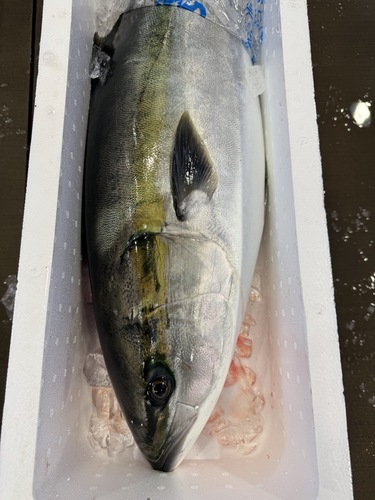 活〆ブリ脂質19%1入約13.2kg(定置)【業務用の鮮魚仕入れならウーオ】