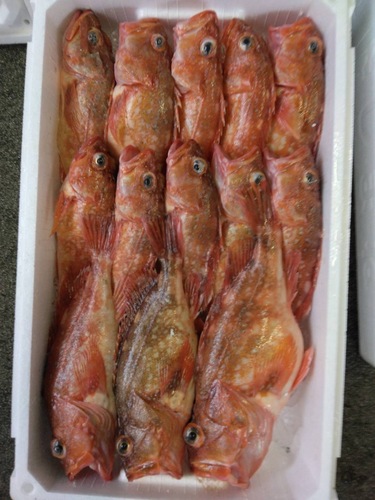 カサゴ13入約4.5kg(底曳) | UUUO(ウーオ)