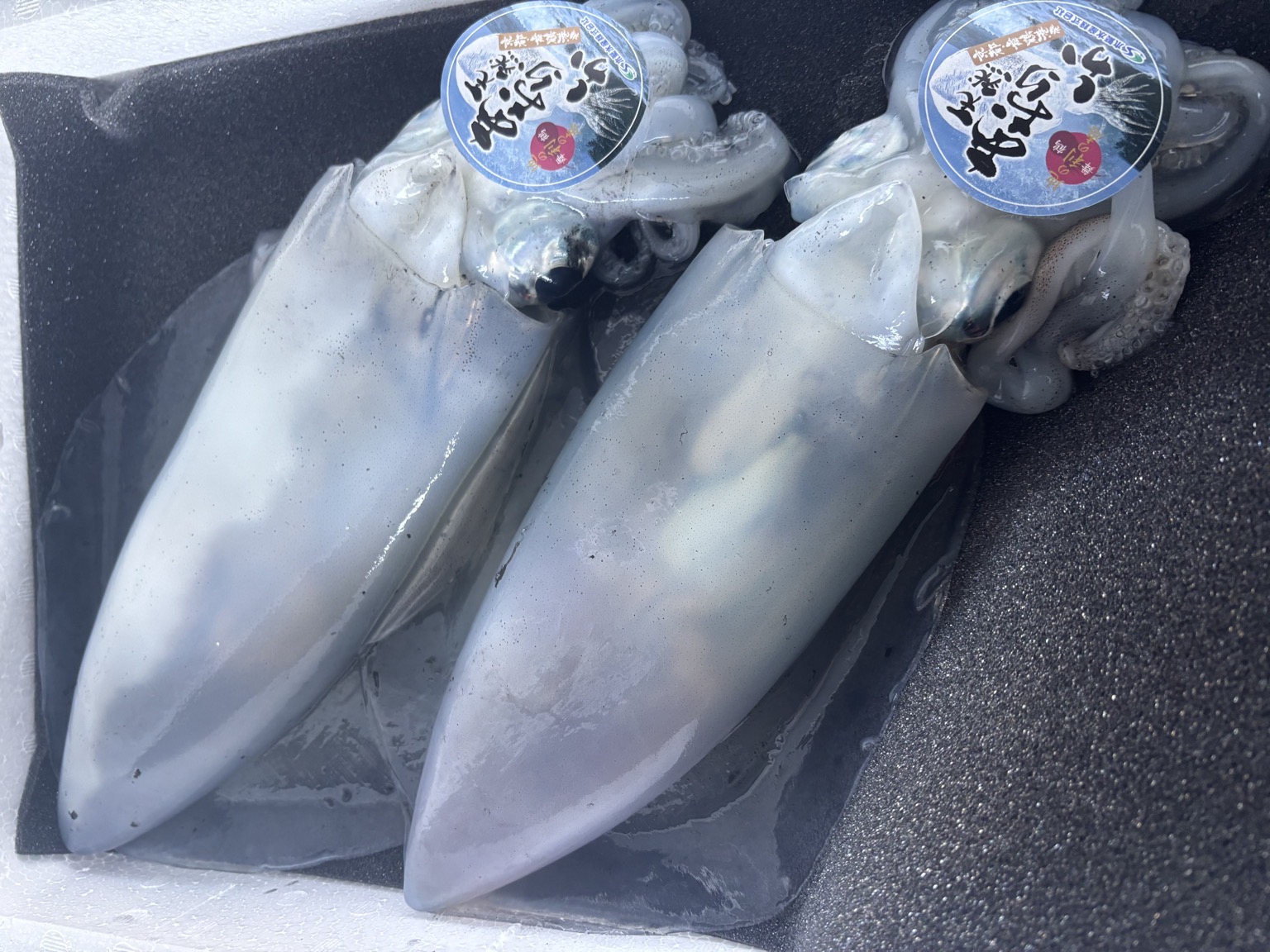 アオリイカ(定置)【業務用の鮮魚仕入れならウーオ】