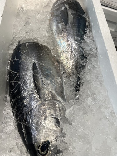 ヨコワ7.9/8k2入約7.9kg(釣)【業務用の鮮魚仕入れならウーオ】