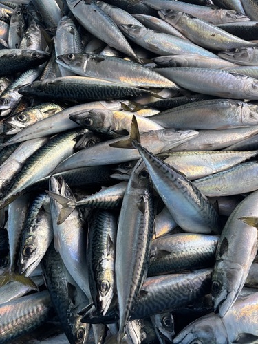 マサバ15-17入前後1入約8.3kg(巻網)【業務用の鮮魚仕入れならウーオ】