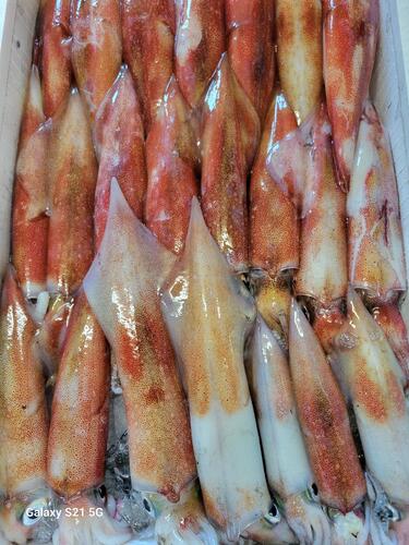 ケンサキイカ3段22入約3.4kg(釣) | UUUO(ウーオ)