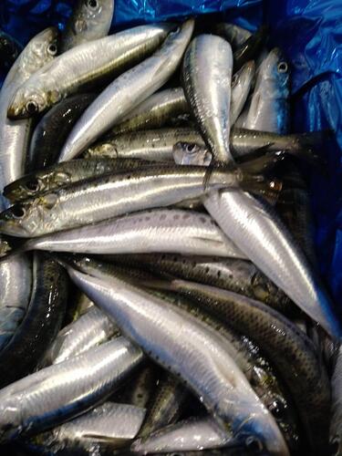 マイワシ黄 45~50入約4kg(定置)【業務用の鮮魚仕入れならウーオ】