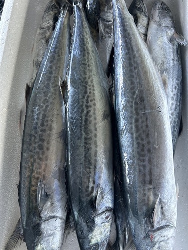 サゴシ6-6.5k前後7入約6.3kg(定置)【業務用の鮮魚仕入れならウーオ】