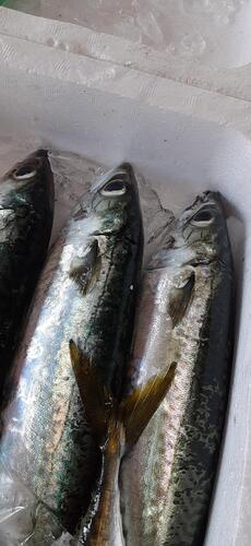 活〆マサバ10入約3.3kg(釣)【業務用の鮮魚仕入れならウーオ】