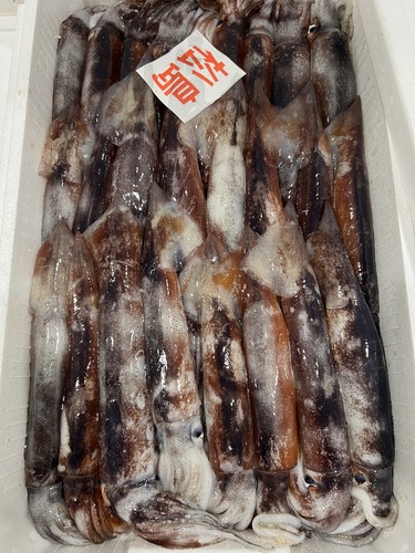 スルメイカ | UUUO(ウーオ)