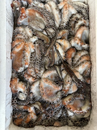 マダコ11入約8.3kg【業務用の鮮魚仕入れならウーオ】