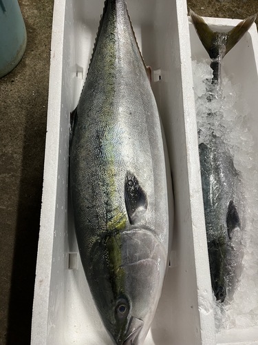 ブリ10-12k1入約11kg(定置)【業務用の鮮魚仕入れならウーオ】