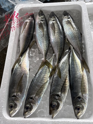 マアジ5入約2kg(定置)【業務用の鮮魚仕入れならウーオ】