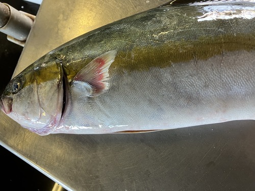 活〆ヒラマサ3入約5kg(底曳) | UUUO(ウーオ)