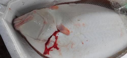 活〆ヒラメ1入約1.9kg(定置)【業務用の鮮魚仕入れならウーオ】