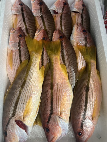 ヨコスジフエダイ11入約5.2kg(定置) | UUUO(ウーオ)