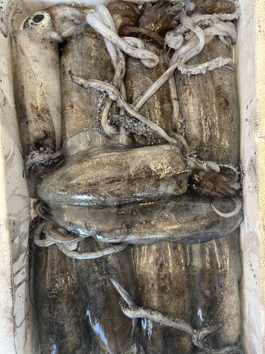 アオリイカ10入約4.5kg(定置) | UUUO(ウーオ)