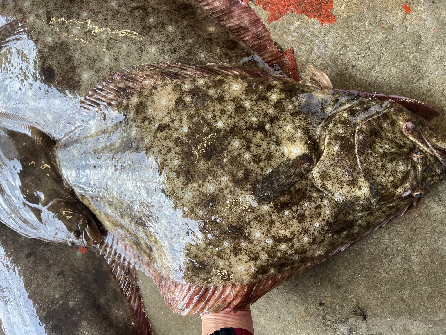 活ヒラメ1入約2.3kg(底曳)【業務用の鮮魚仕入れならウーオ】