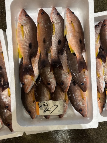 クロホシフエダイ400g〜500g約6.5kg(定置) | UUUO(ウーオ)