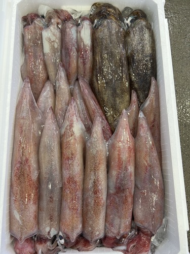 鮮魚BOX約4.8kg(定置) | UUUO(ウーオ)