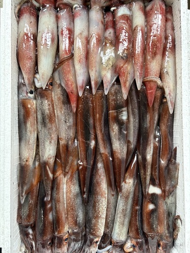 鮮魚BOX約4.5kg(沿岸)【業務用の鮮魚仕入れならウーオ】