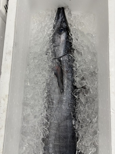 カマスサワラ1入約15.2kg(定置)【業務用の鮮魚仕入れならウーオ】