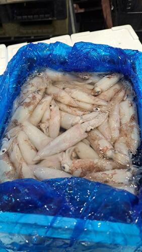 ヤリイカバラ15〜17入位約3kg(底曳)【業務用の鮮魚仕入れならウーオ】